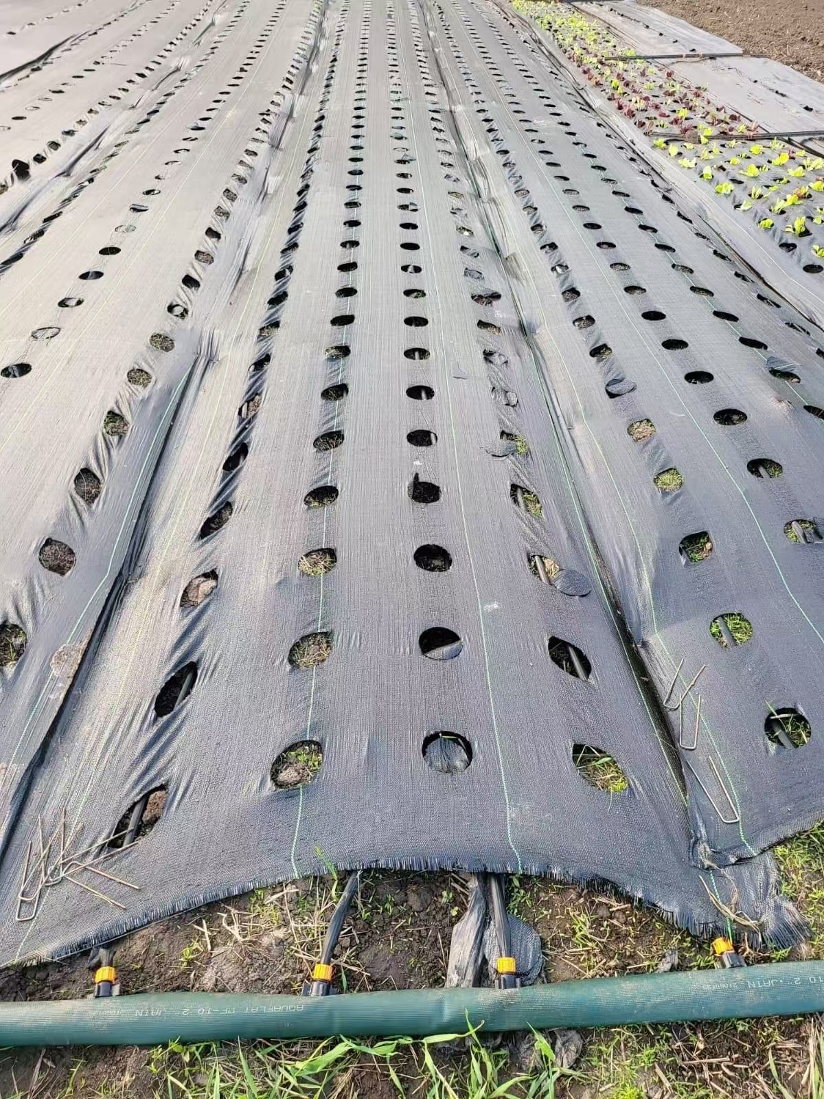 Weed Mat – YDH PLASTIC COVER